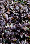 21 Purple Plants That Thrive In Australian Gardens