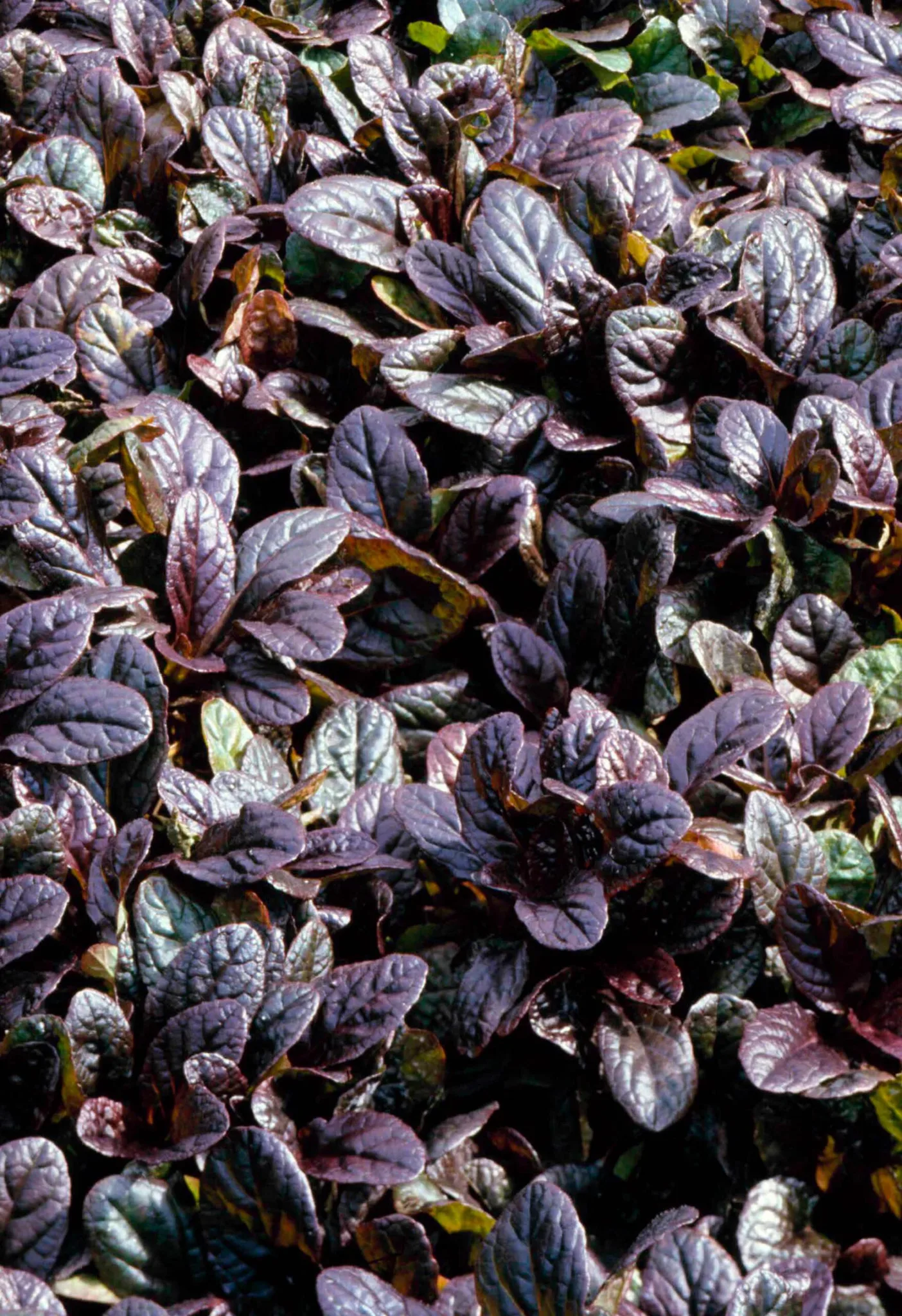 21 Purple Plants That Thrive In Australian Gardens