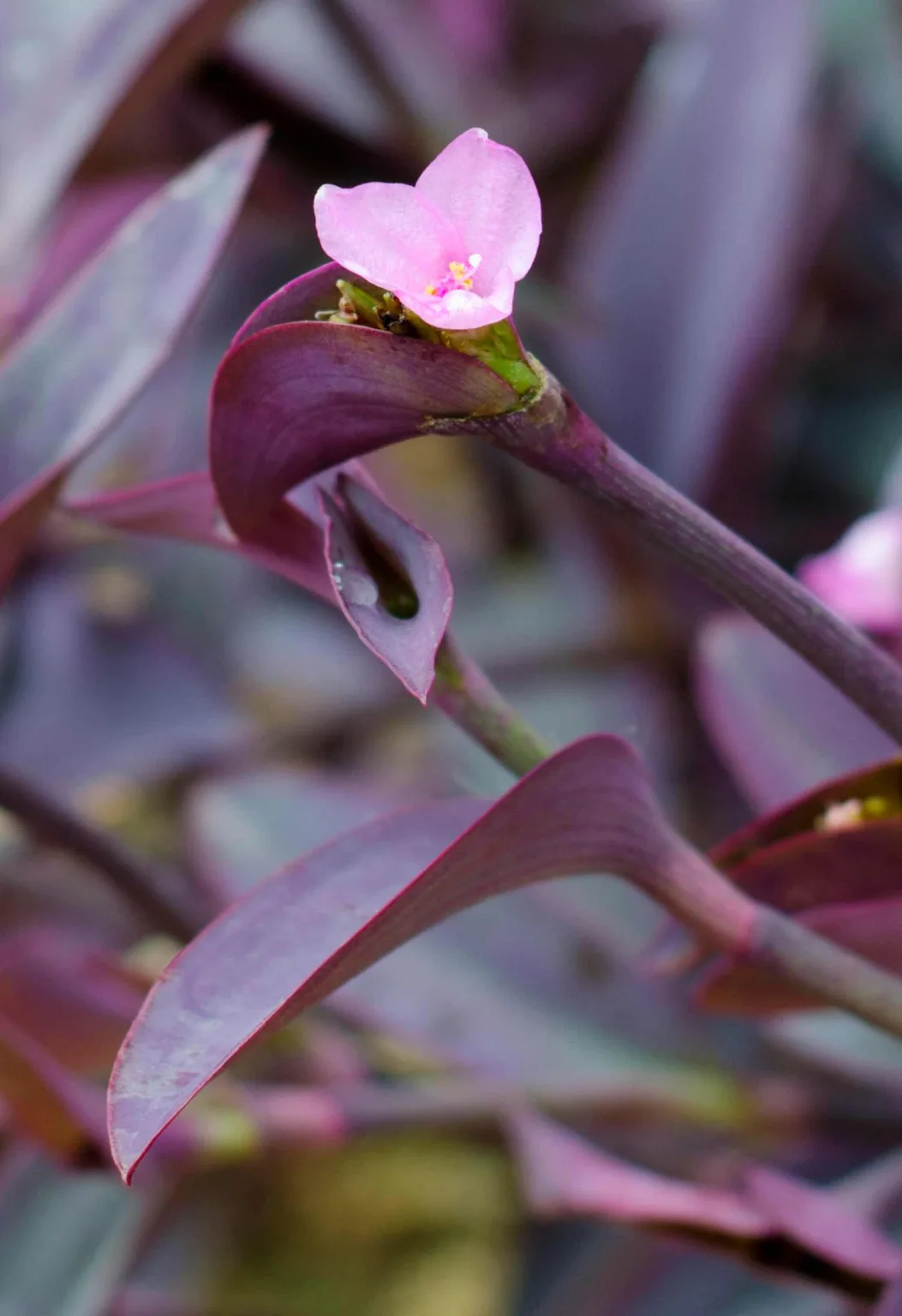 21 Purple Plants That Thrive In Australian Gardens