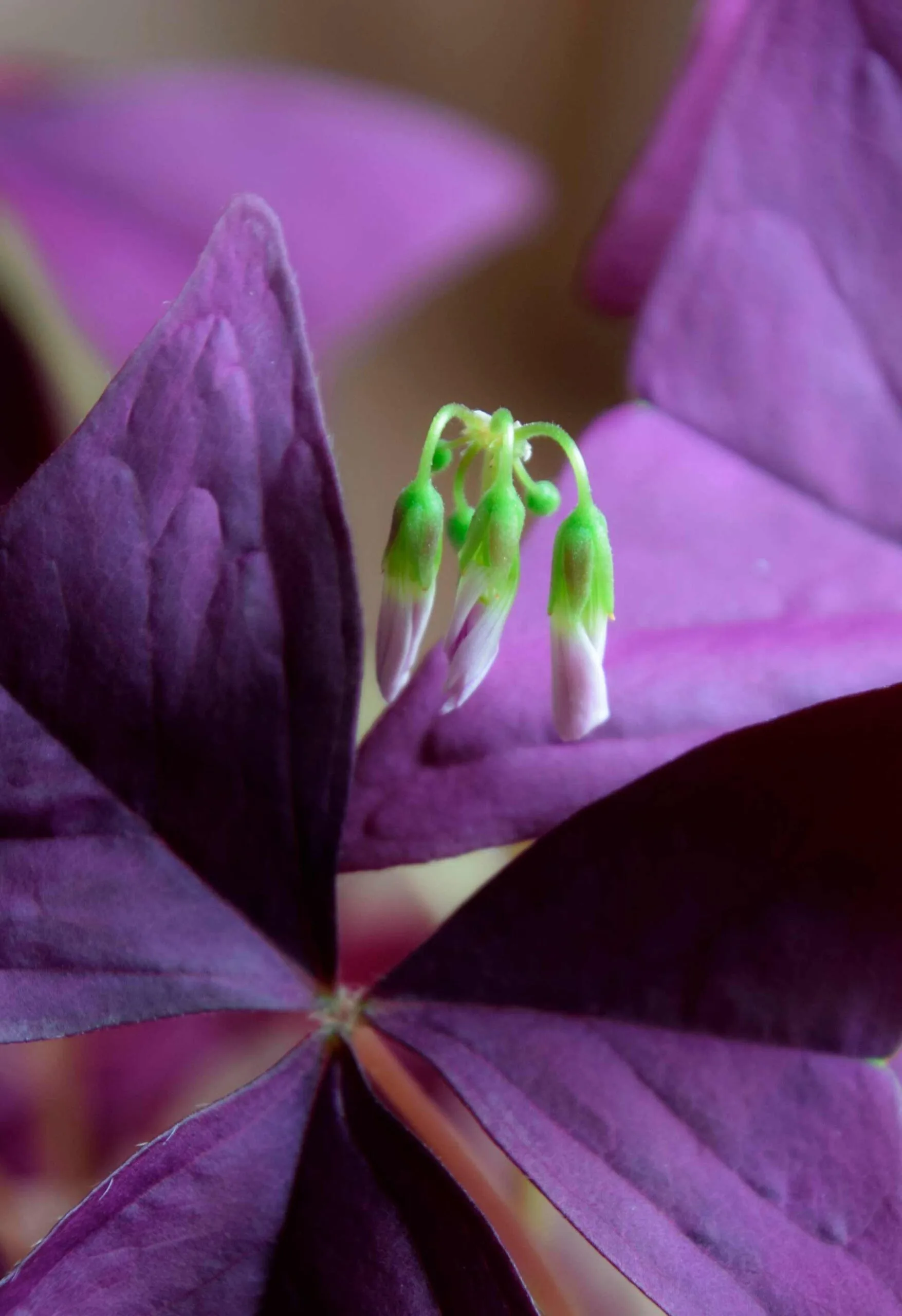 21 Purple Plants That Thrive In Australian Gardens