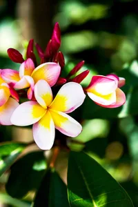 Frangipani Cuttings: 5 Easy Steps To Take Them | Homes To Love