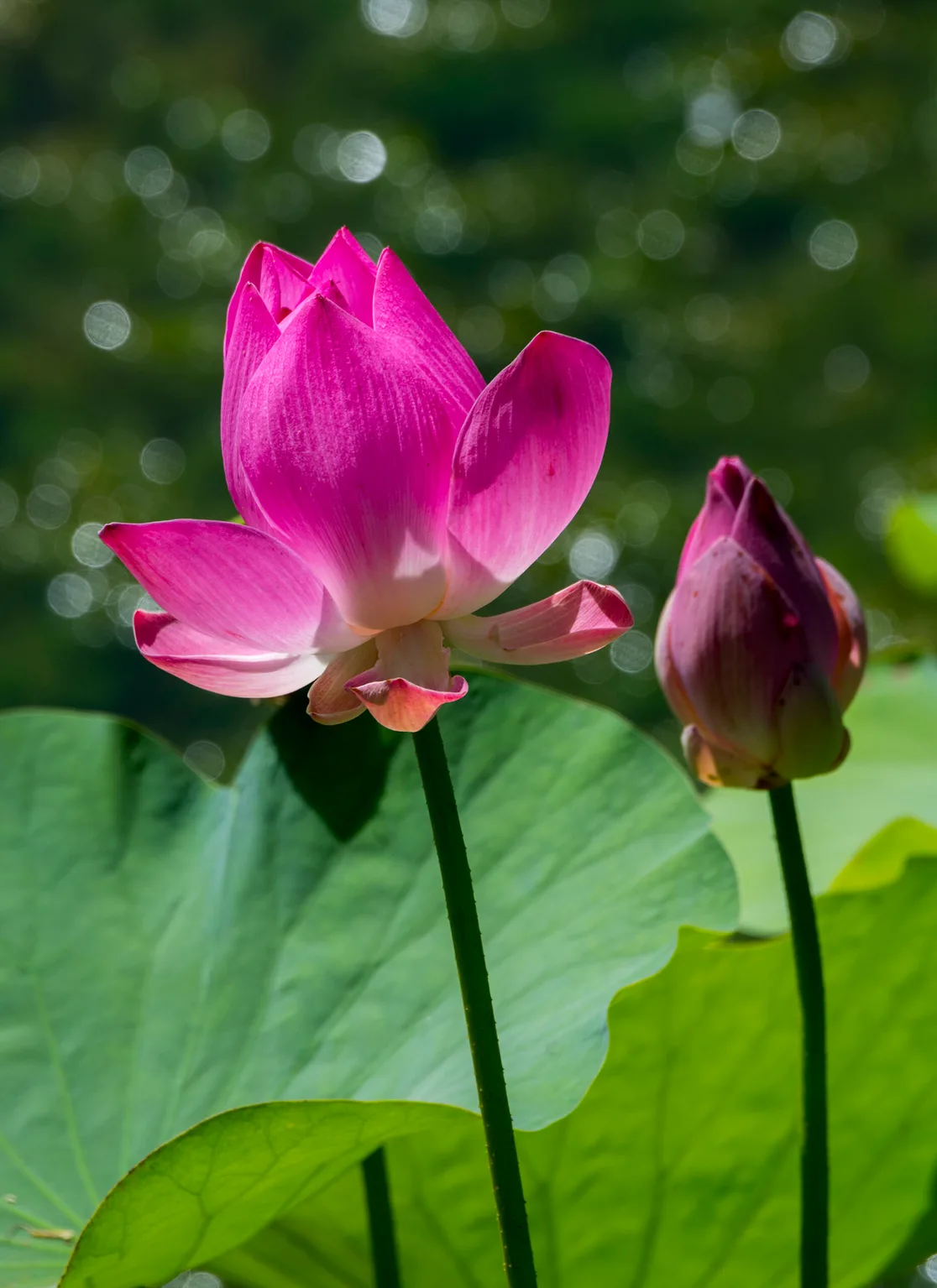 Sacred Lotus: what to know about growing sacred lotus