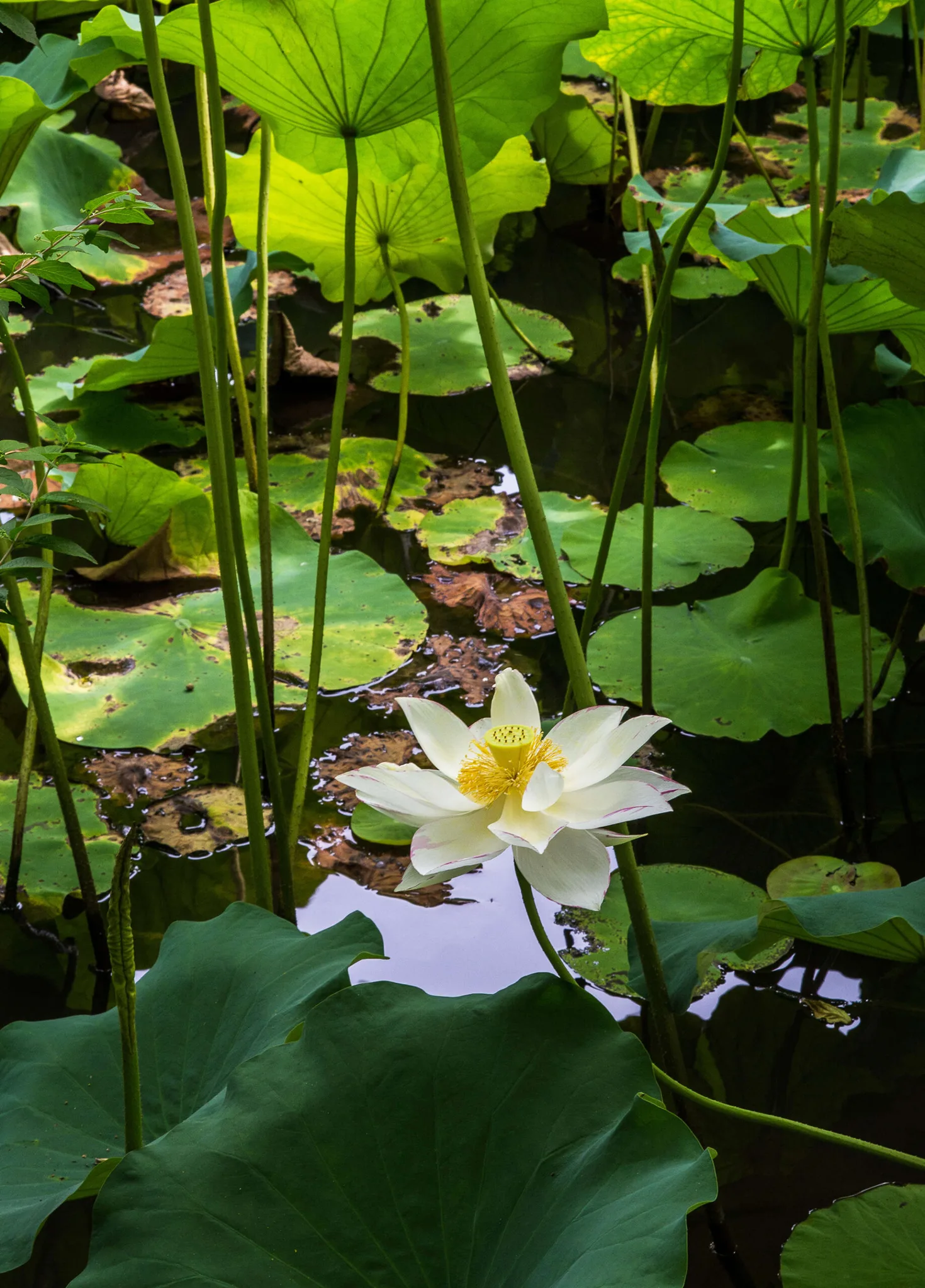 Sacred Lotus: what to know about growing sacred lotus