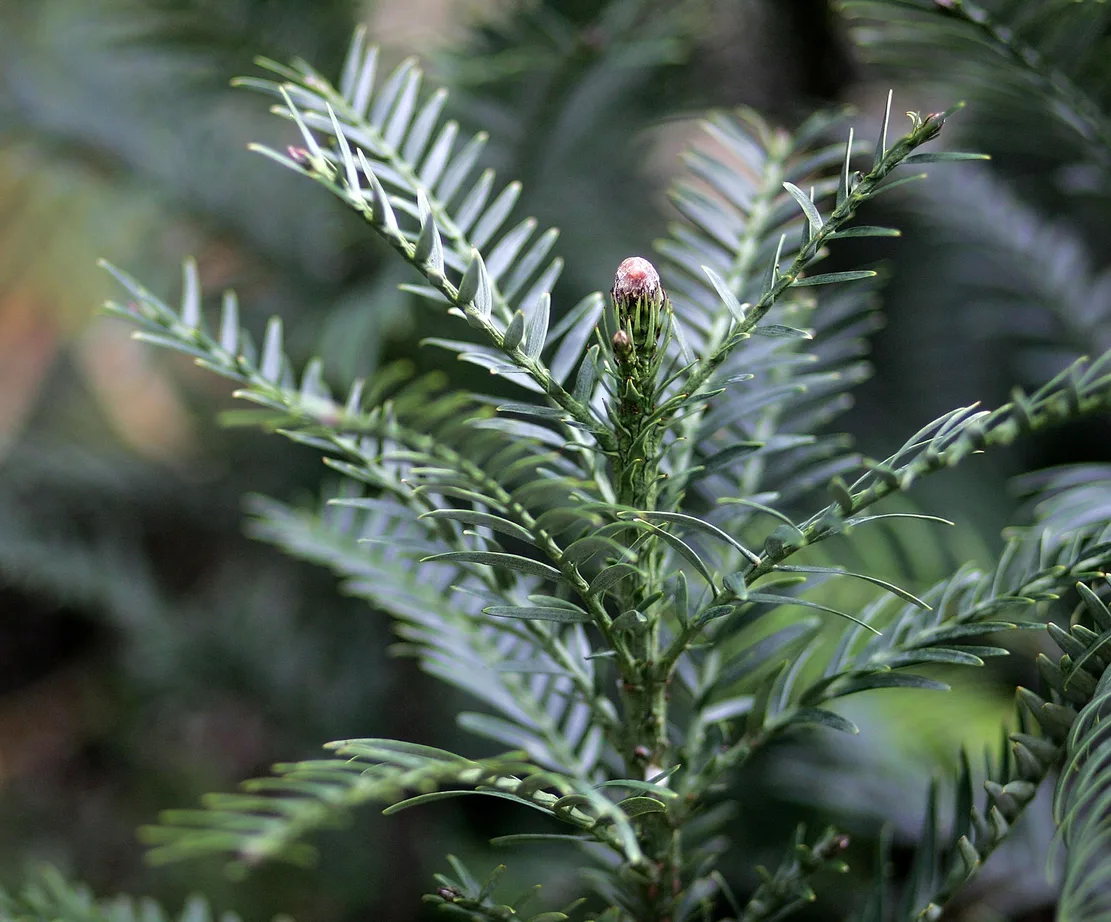 Wollemi Pine: How to Grow and Care for This Native Tree | Homes To Love