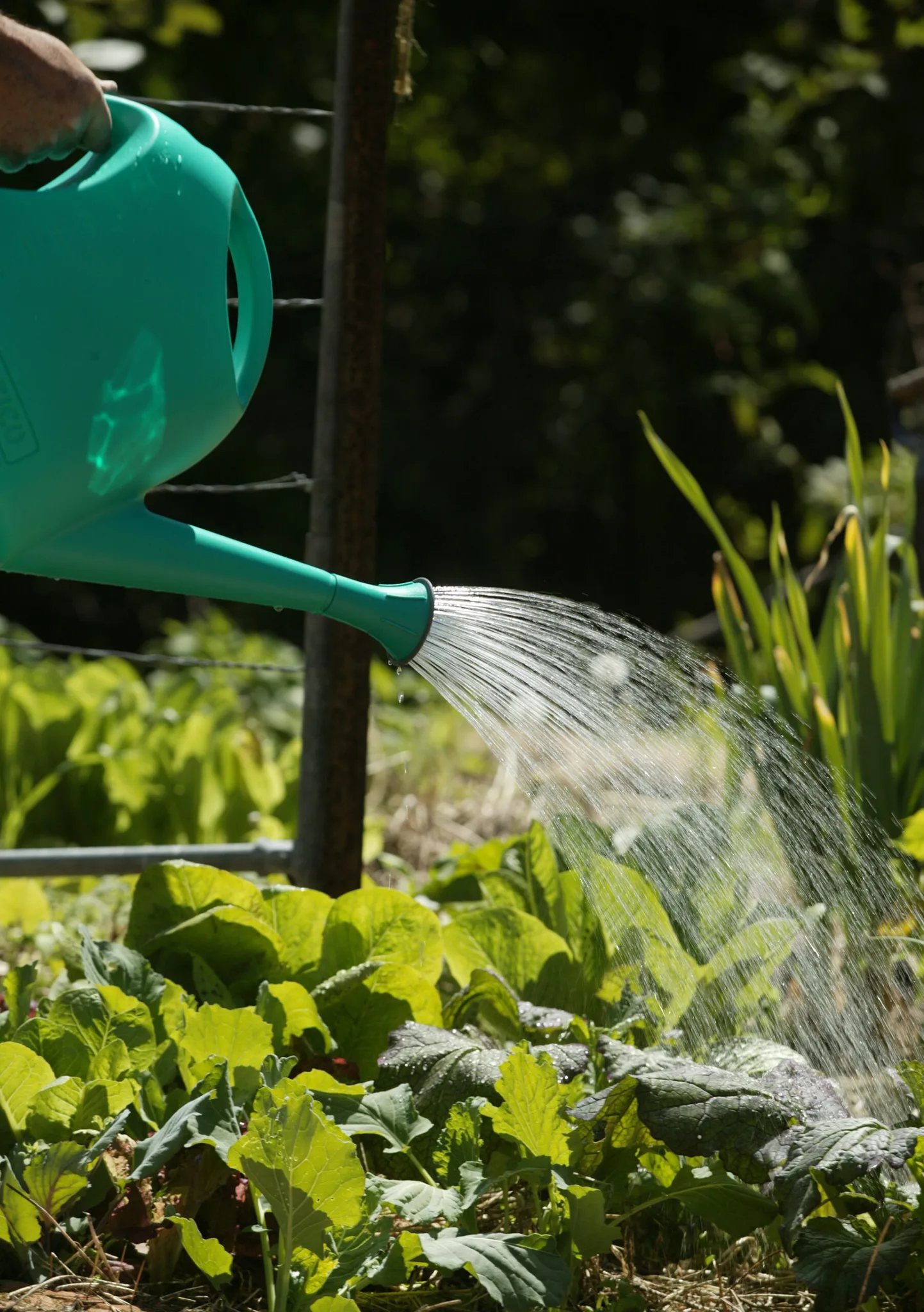 How to Make a Wetting Agent: Improve Soil Watering