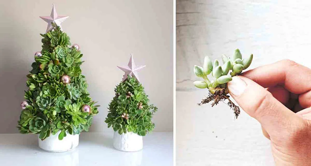 Mini succulent Christmas tree: DIY video tutorial