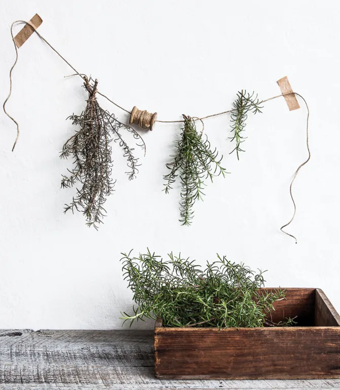 How to dry rosemary naturally and in the oven