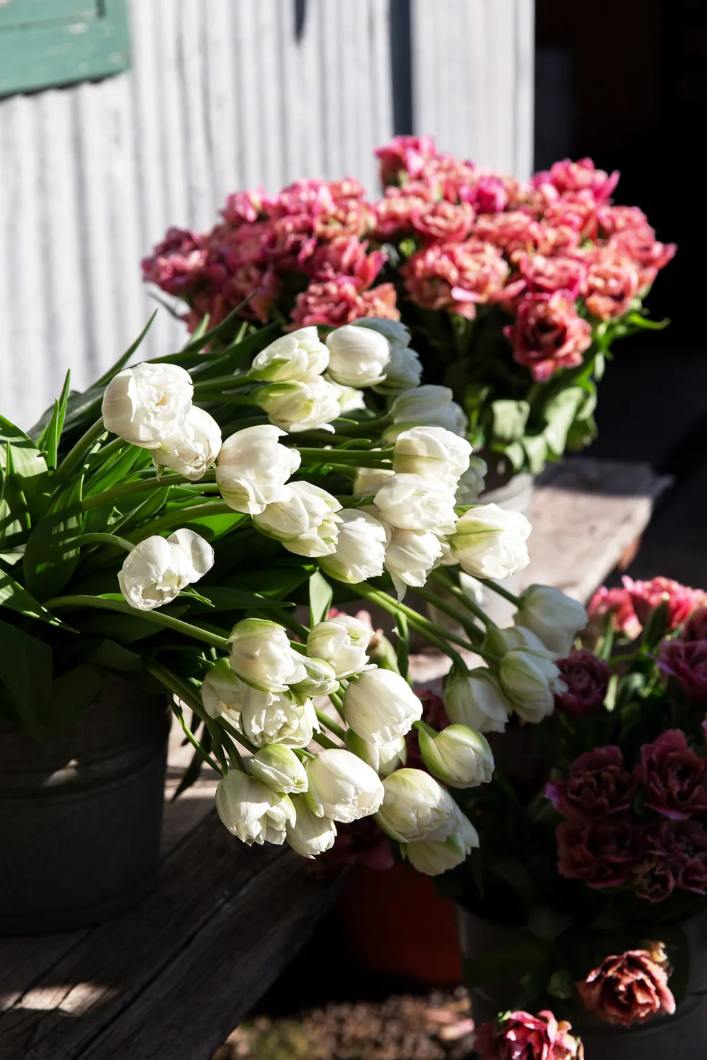 Tour the Tesselaar flower farm in Silvan, Victoria