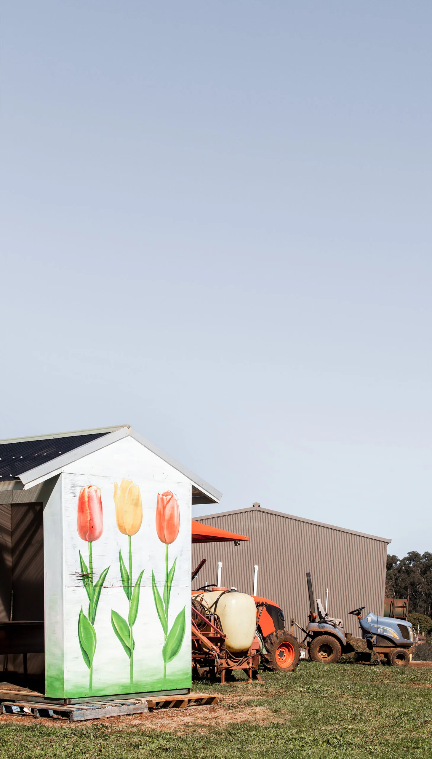 Tour the Tesselaar flower farm in Silvan, Victoria