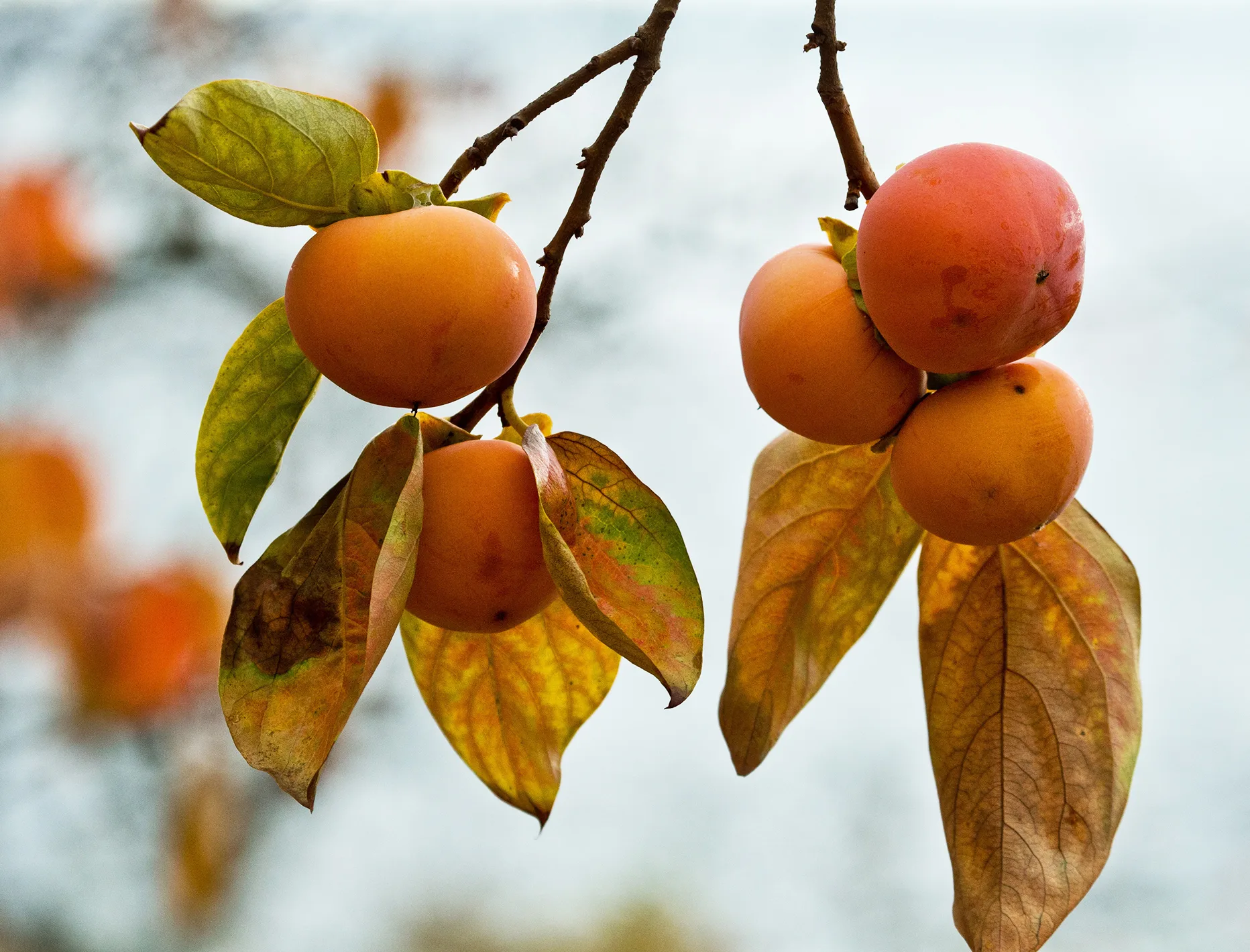 Planting and Caring for Your Persimmon Tree | Homes To Love