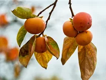 Planting and Caring for Your Persimmon Tree | Homes To Love