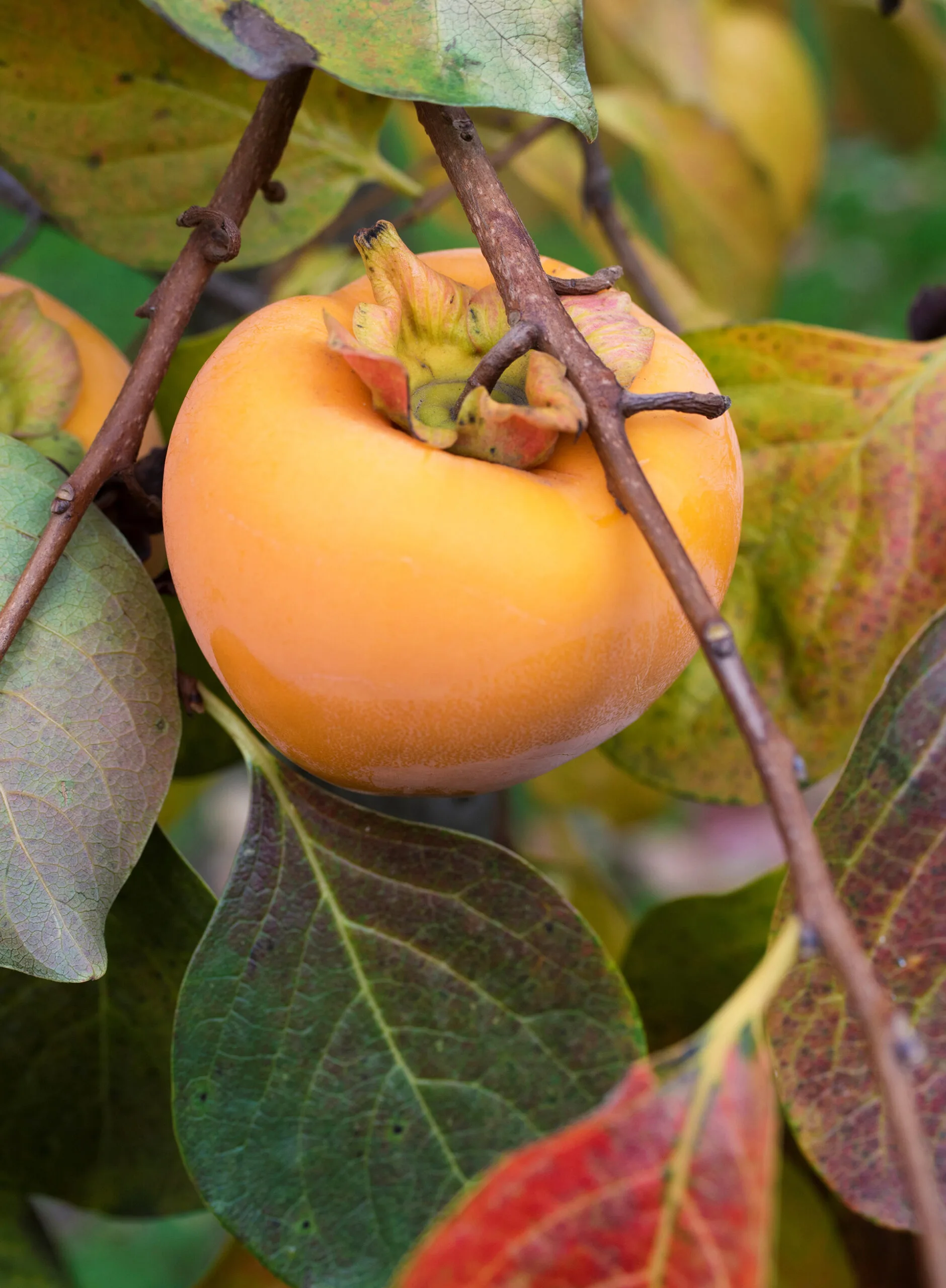 Planting and Caring for Your Persimmon Tree | Homes To Love