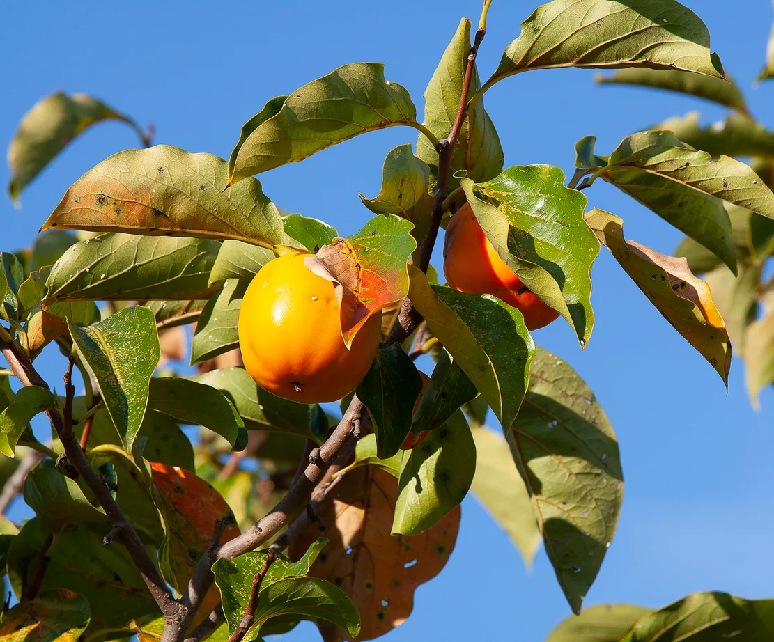 Planting and Caring for Your Persimmon Tree | Homes To Love