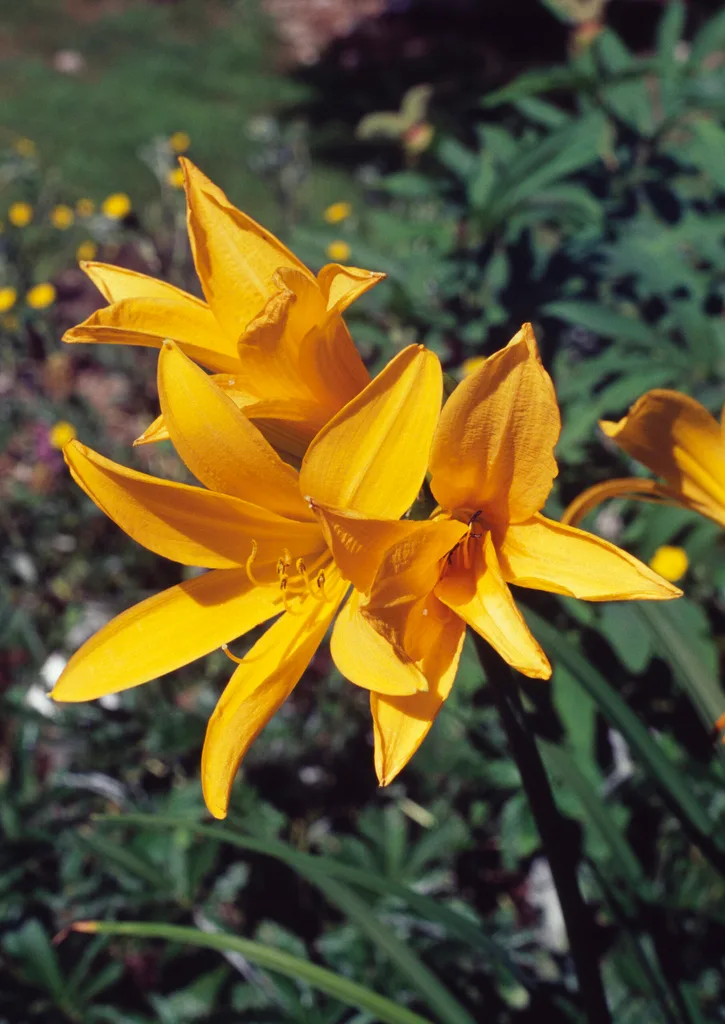 Daylilies: How to grow and care for this flower