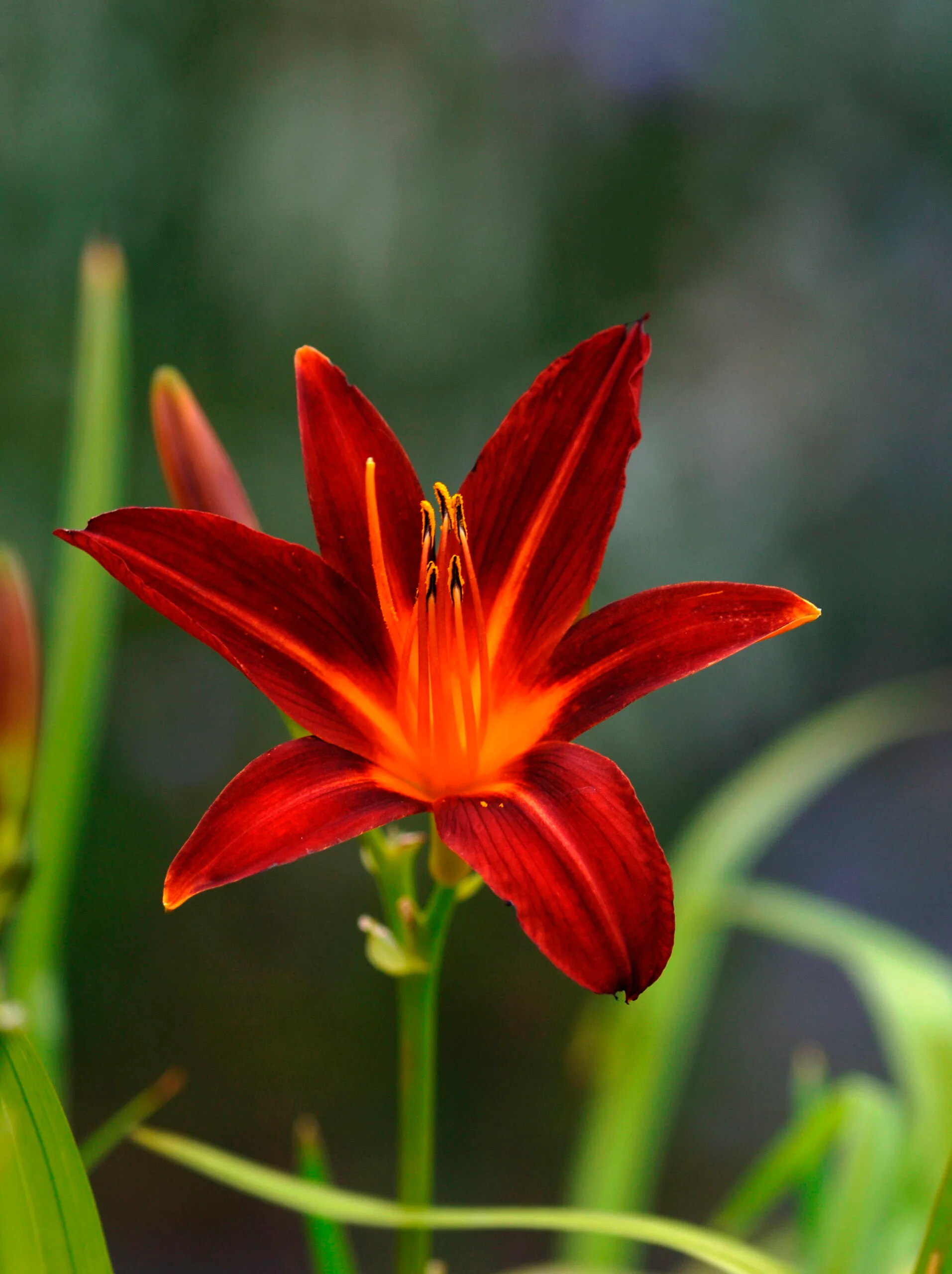 Daylilies: How to grow and care for this flower