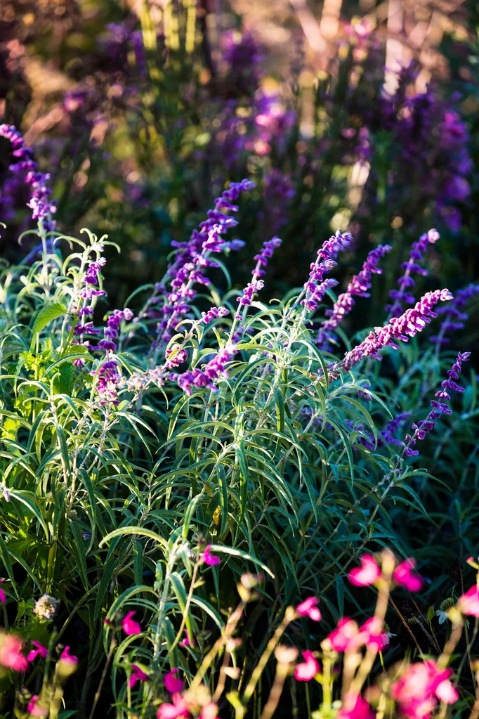Lavender Plant Guide: Grow and Maintain This Herb