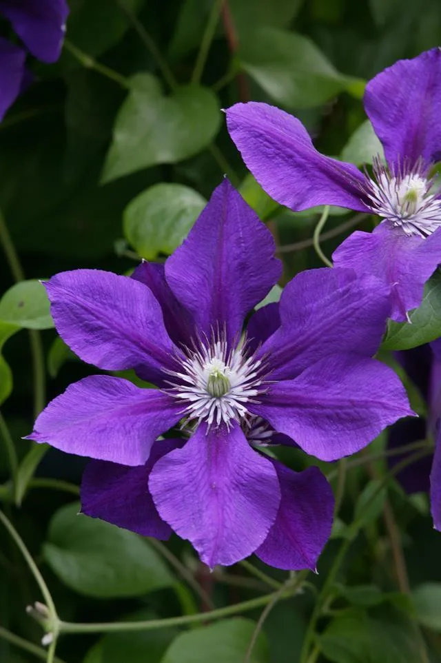 Pruning Clematis: Essential Tips for Healthier Plants
