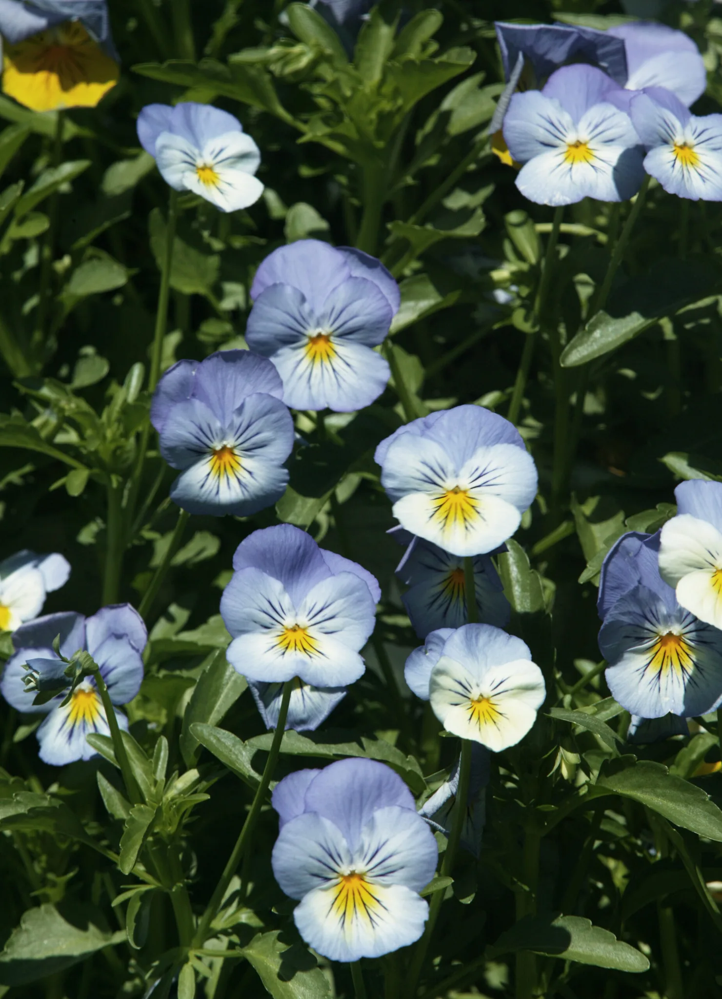 The 9 Most Beautiful Blue Flowers