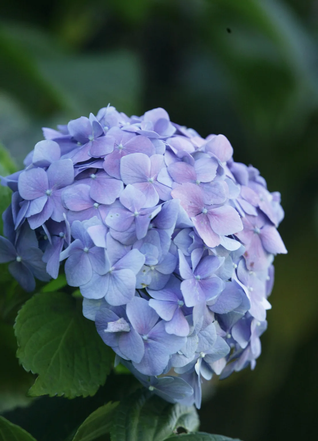 The 9 Most Beautiful Blue Flowers
