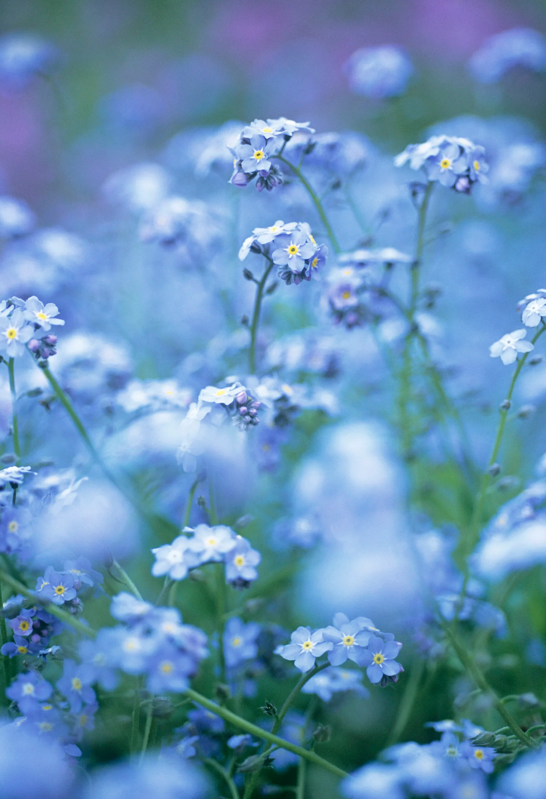 The 9 Most Beautiful Blue Flowers