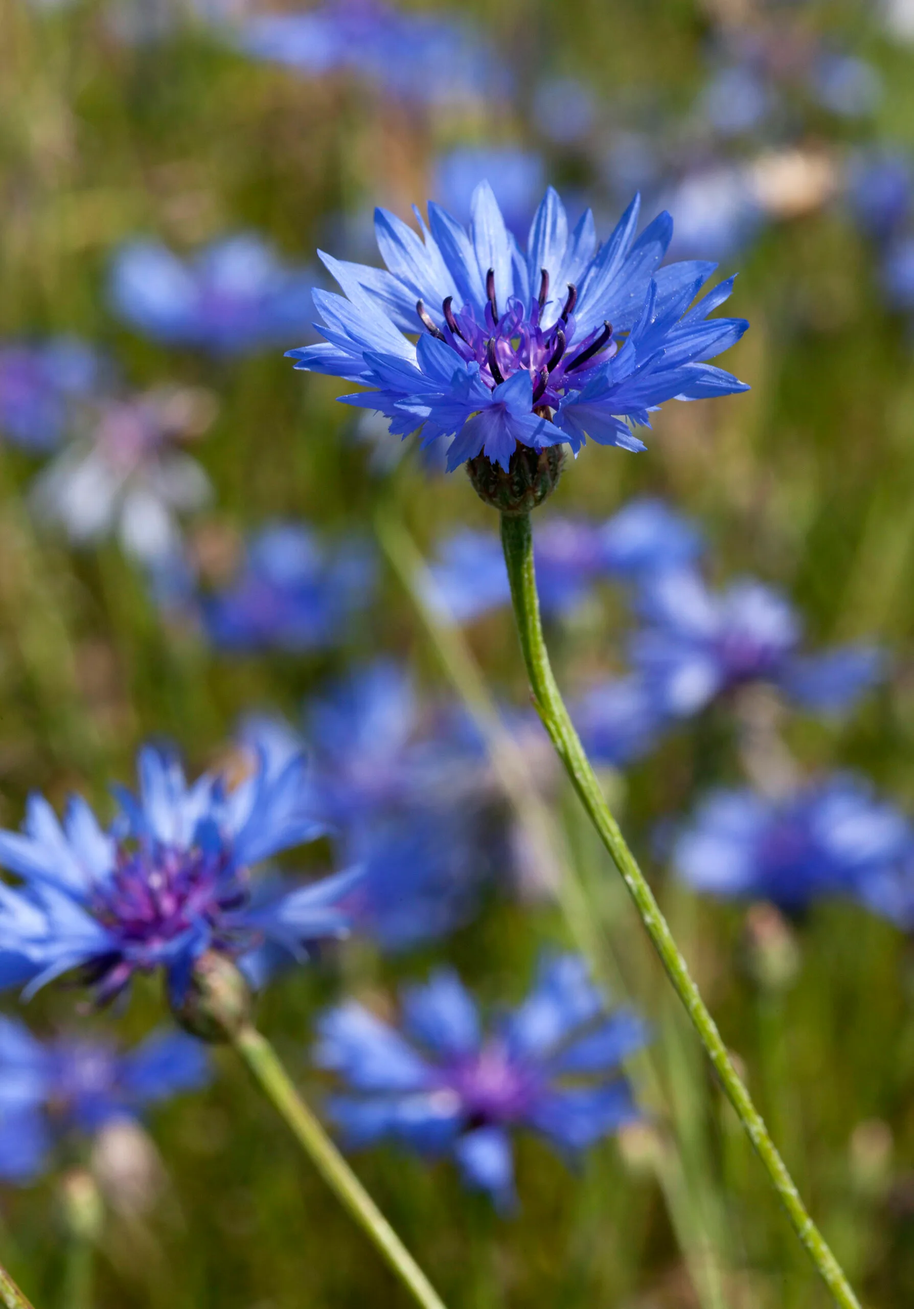 The 9 Most Beautiful Blue Flowers