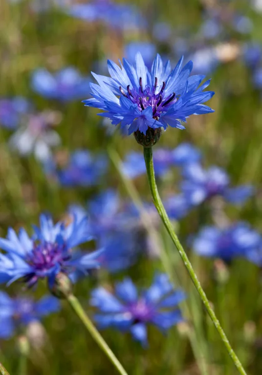 The 9 Most Beautiful Blue Flowers