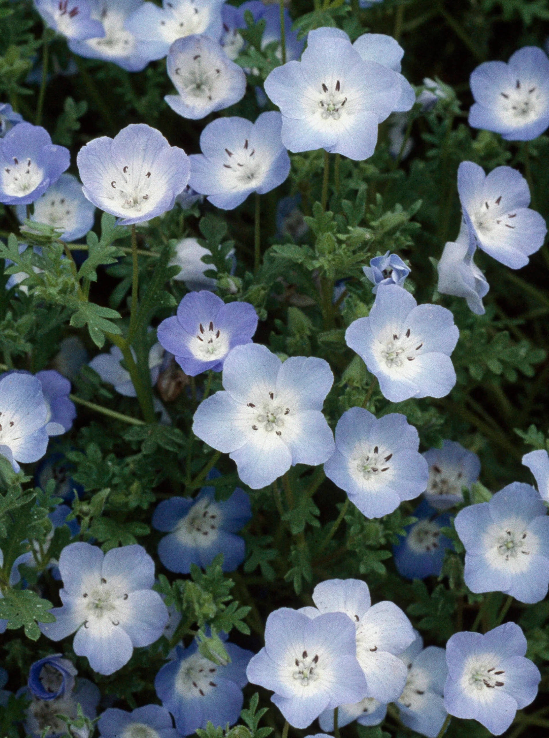 The 9 Most Beautiful Blue Flowers