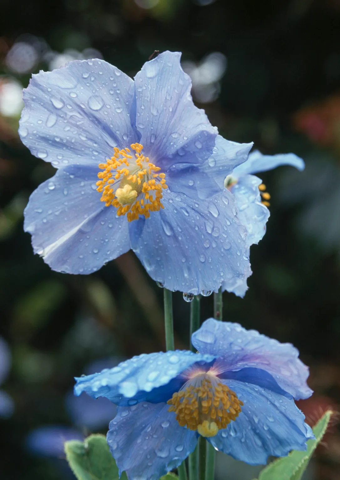 The 9 Most Beautiful Blue Flowers