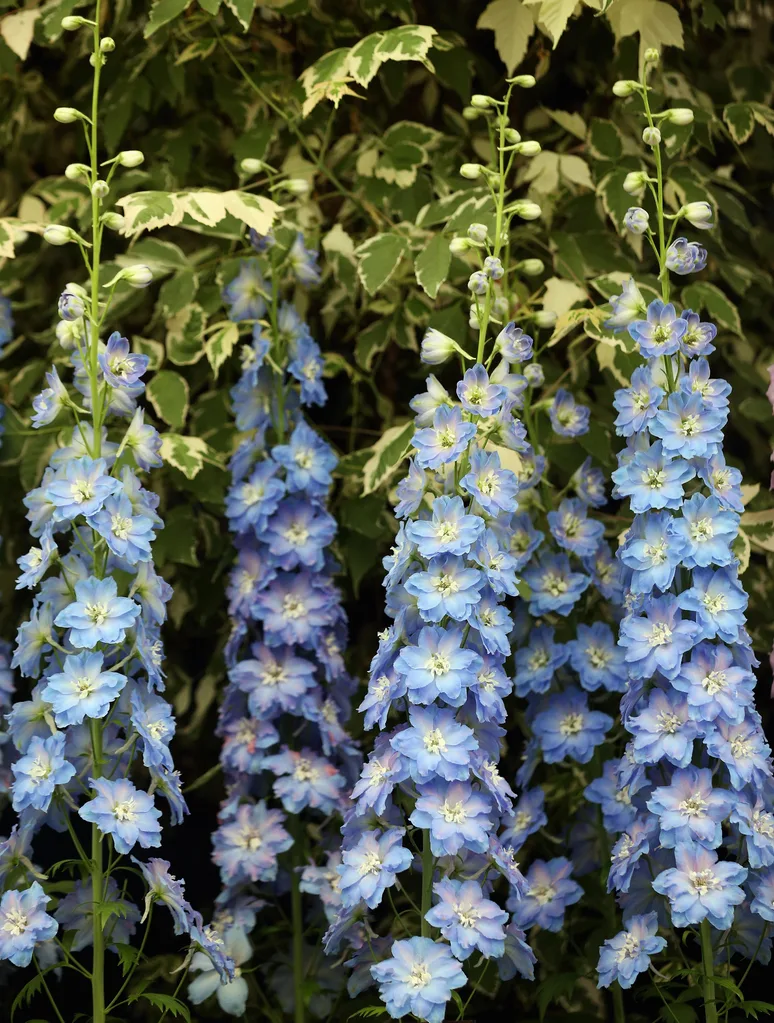 The 9 Most Beautiful Blue Flowers