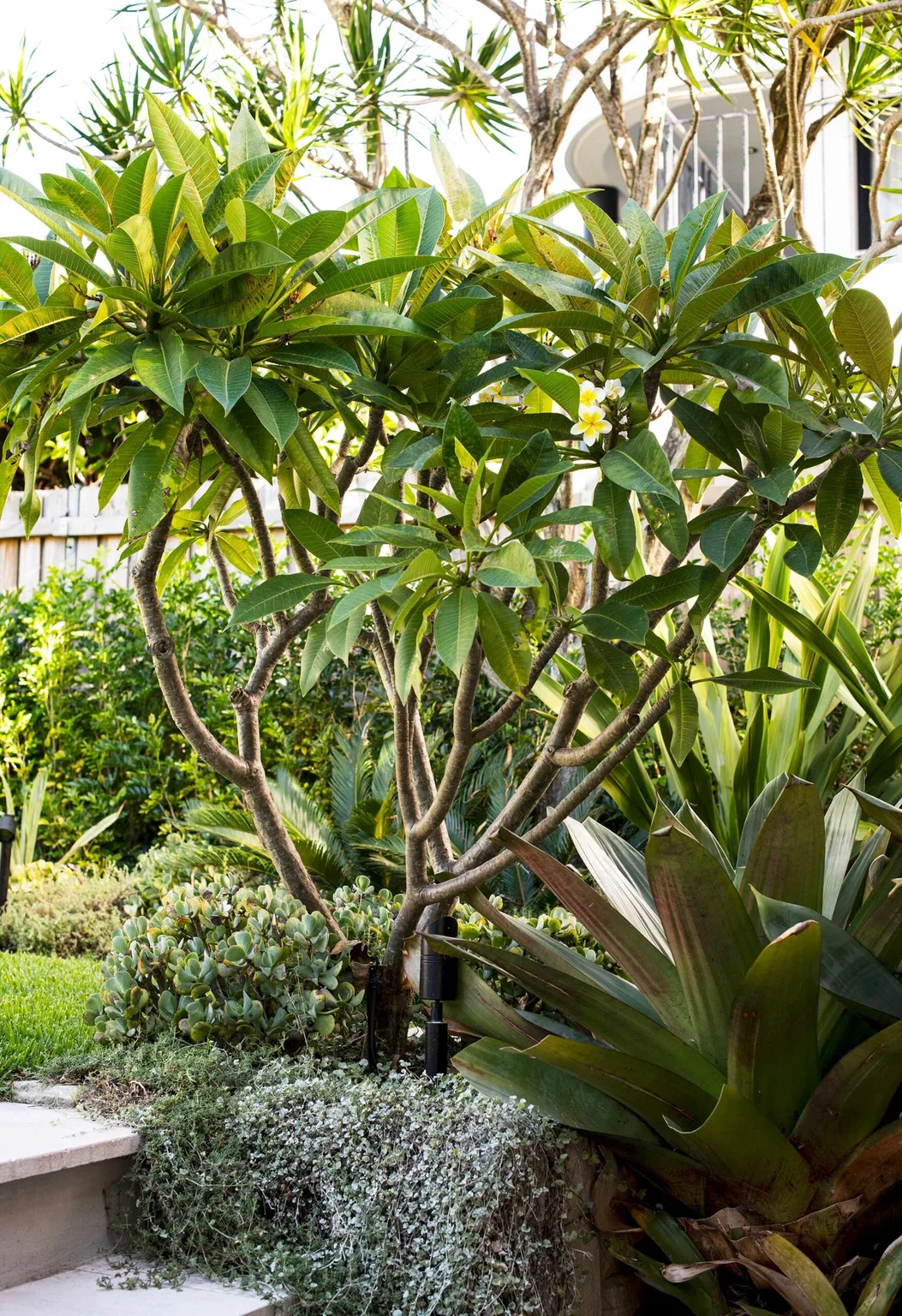 A resort inspired tropical garden is the perfect city escape