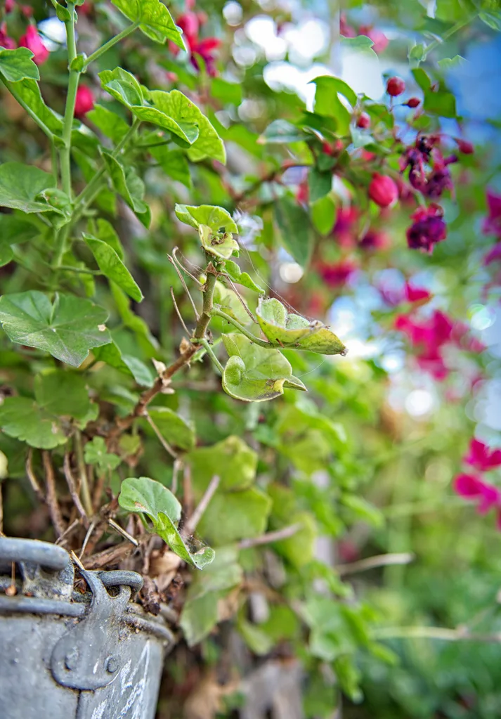 Fuchsia problems: how to get rid of pests and diseases
