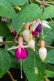 Fuchsia problems: how to get rid of pests and diseases