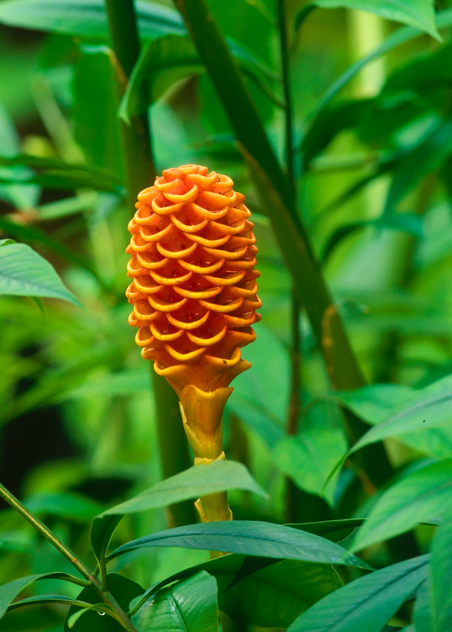 Tropical Flowers: 7 Species For Australian Gardens