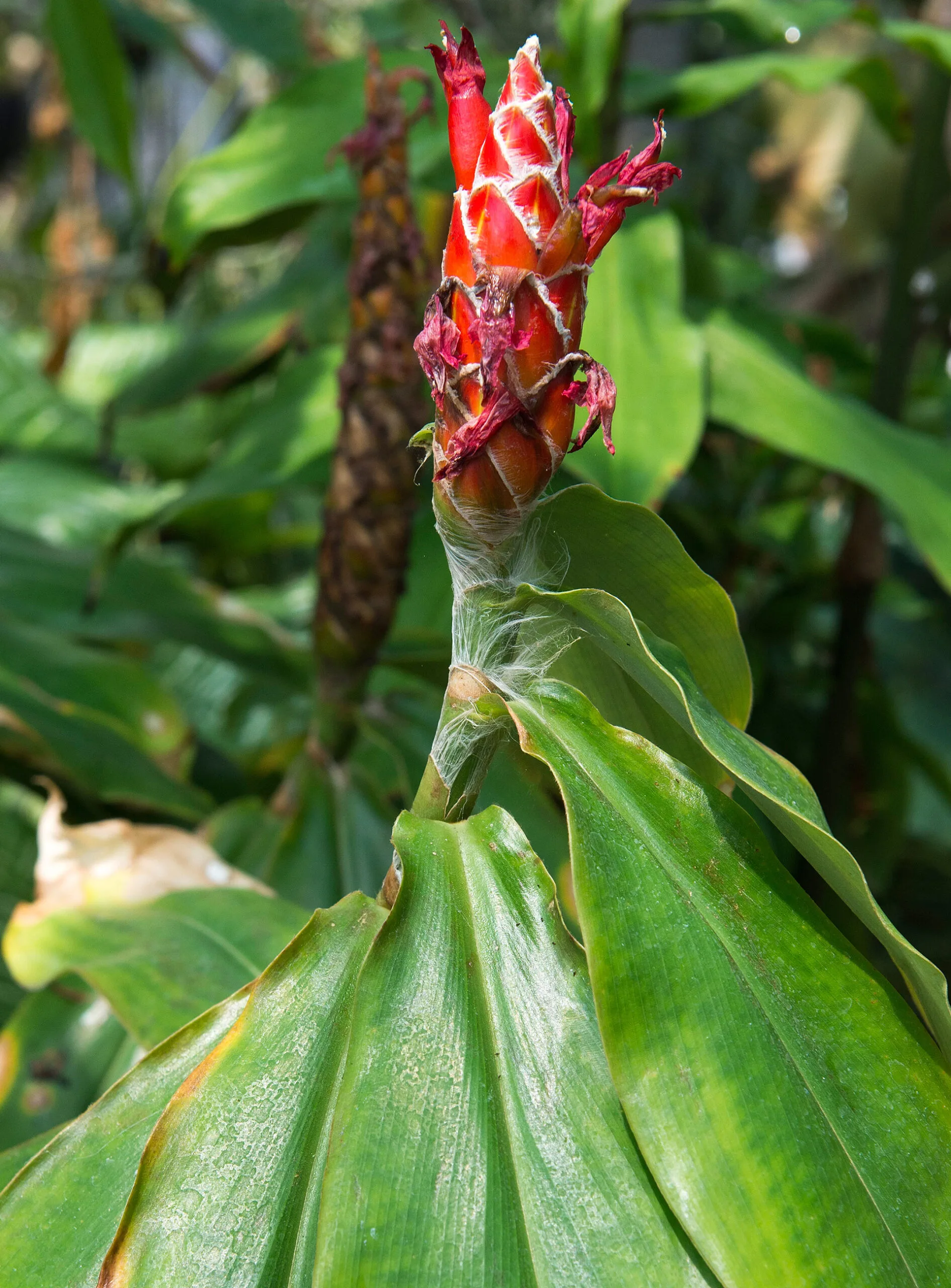 Tropical Flowers: 7 Species For Australian Gardens