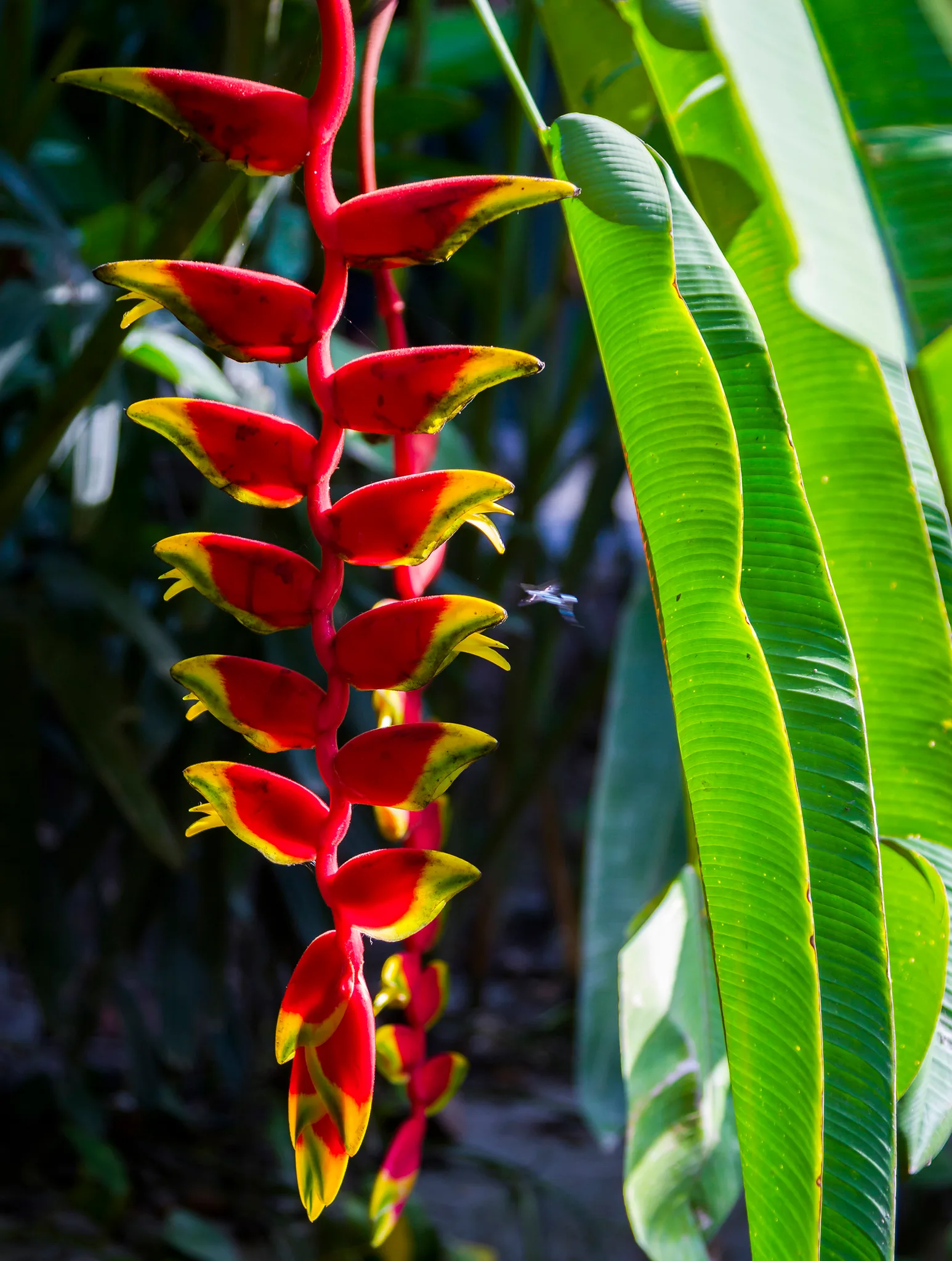 Tropical Flowers: 7 Species For Australian Gardens