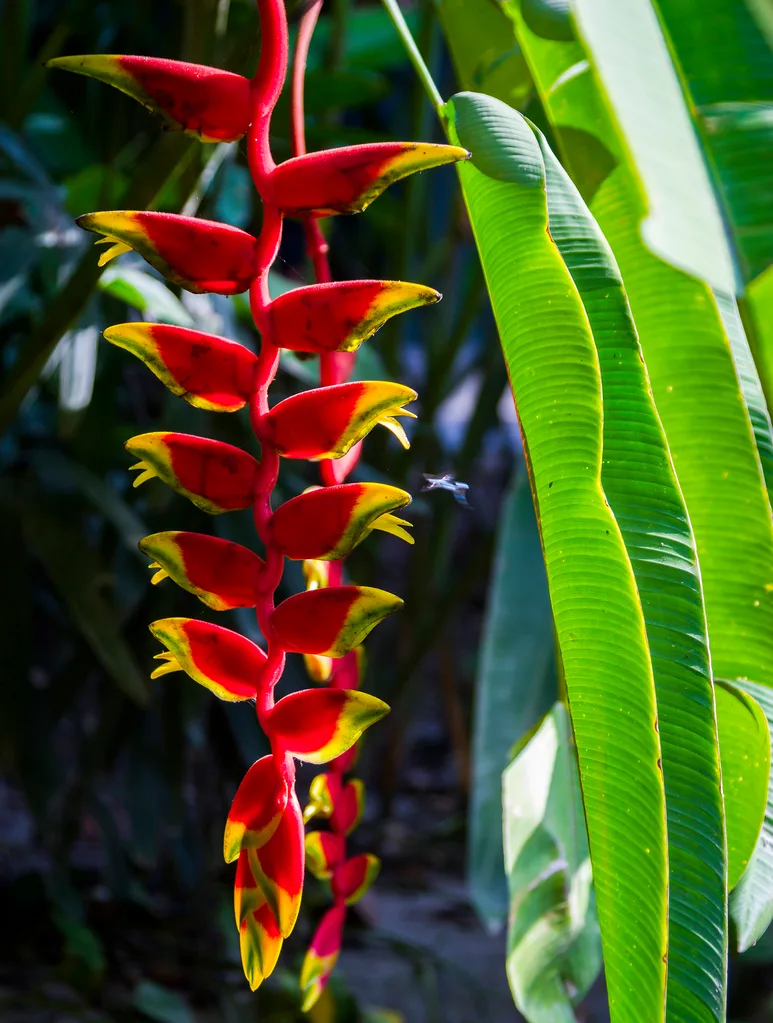 Tropical Flowers: 7 Species For Australian Gardens