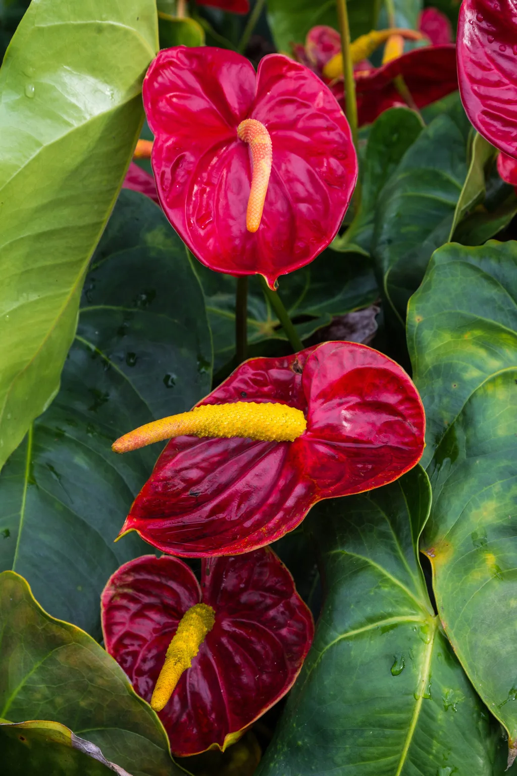 Tropical Flowers: 7 Species For Australian Gardens