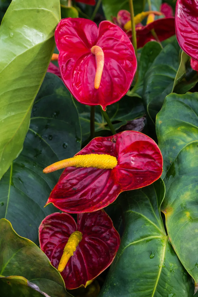 Tropical Flowers: 7 Species For Australian Gardens