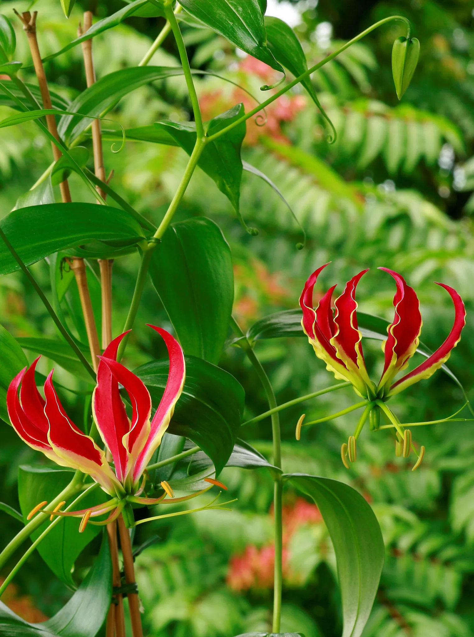 Tropical Flowers: 7 Species For Australian Gardens