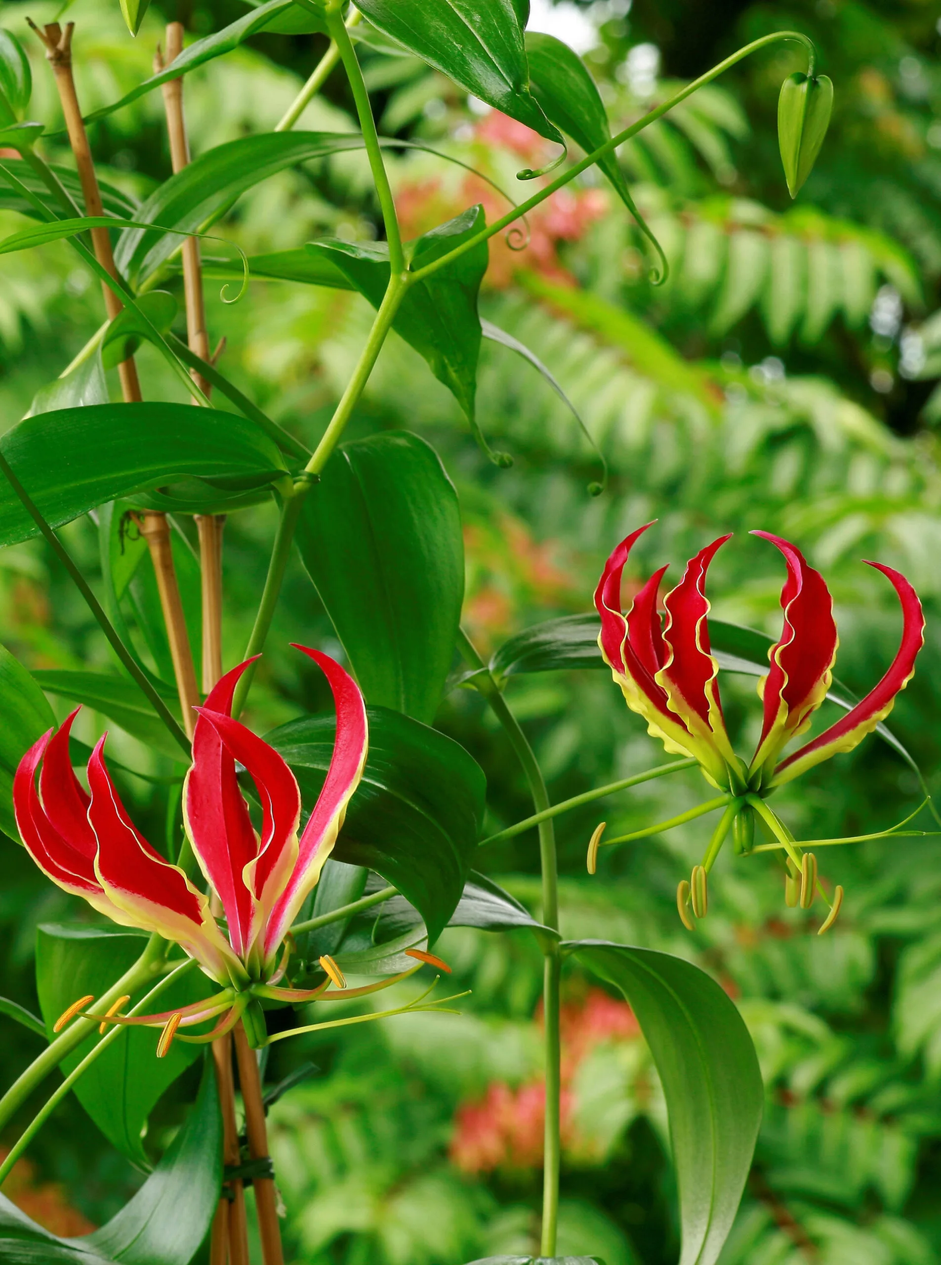 Tropical Flowers: 7 Species For Australian Gardens