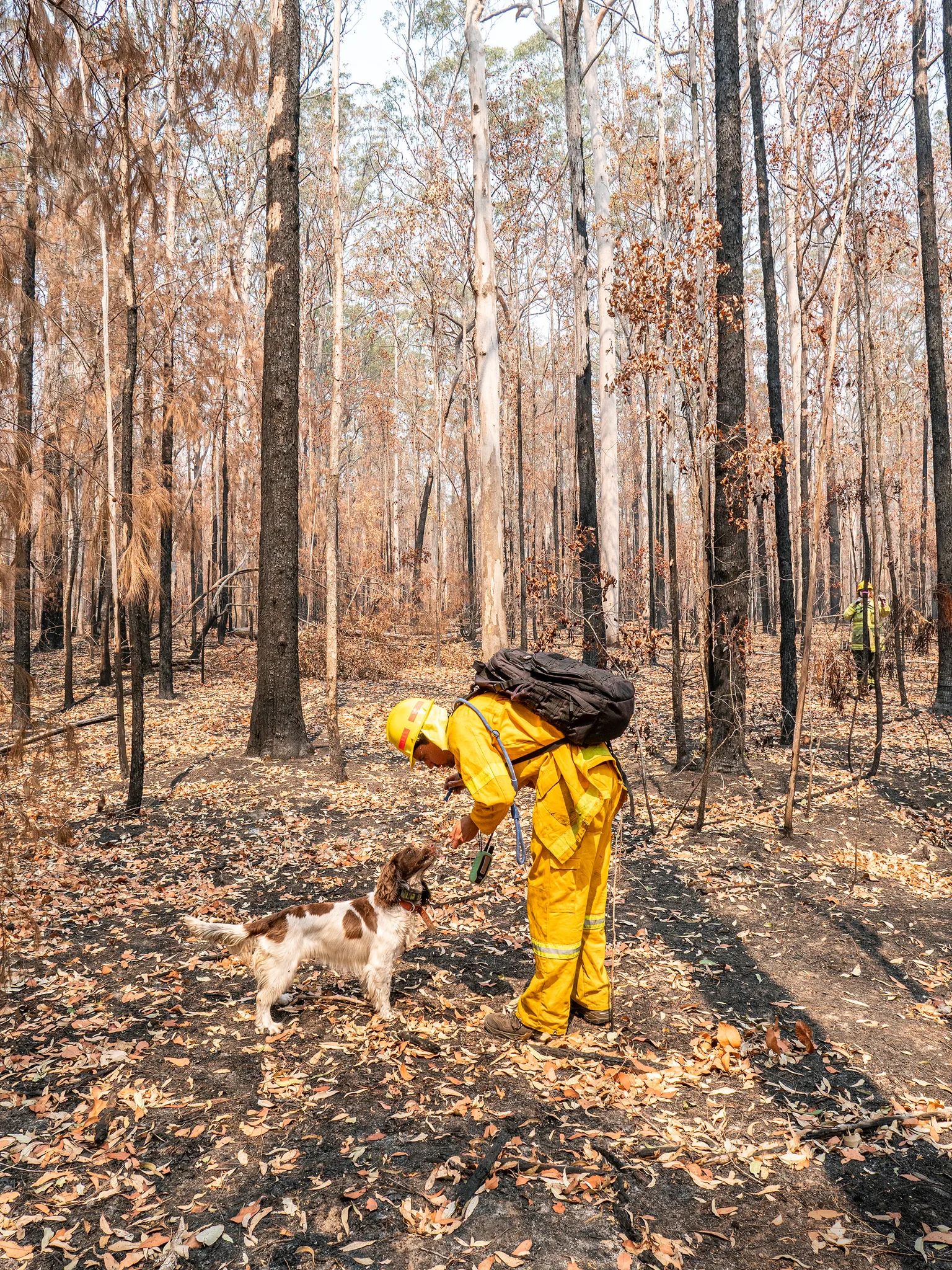 Meet Taylor, the Hero Koala Dog Rescuing Animals from Fires | Homes To Love