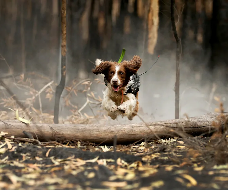 Meet Taylor, the Hero Koala Dog Rescuing Animals from Fires | Homes To Love