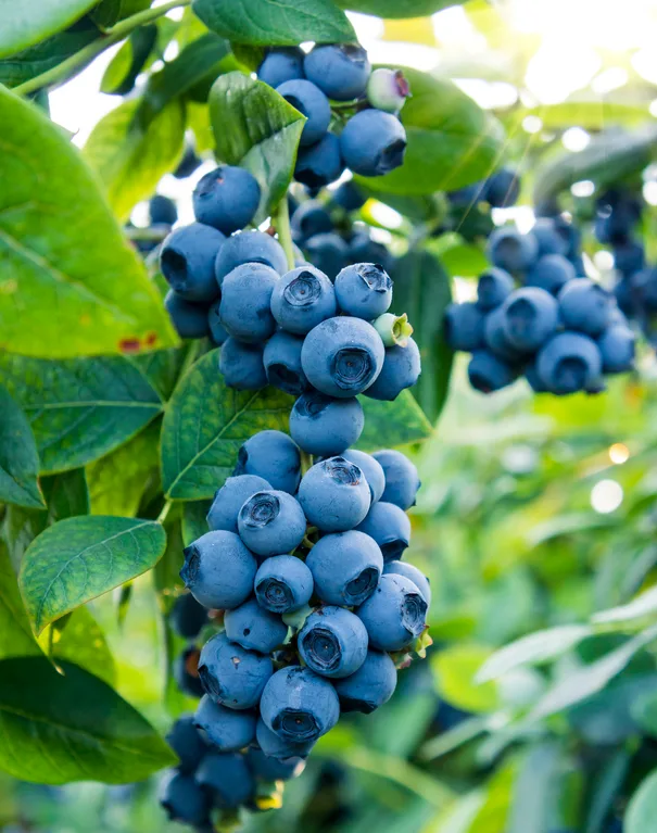 How To Grow Blueberries In Australia | Homes To Love