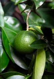 How To Get Citrus To Fruit Quickly And Easily