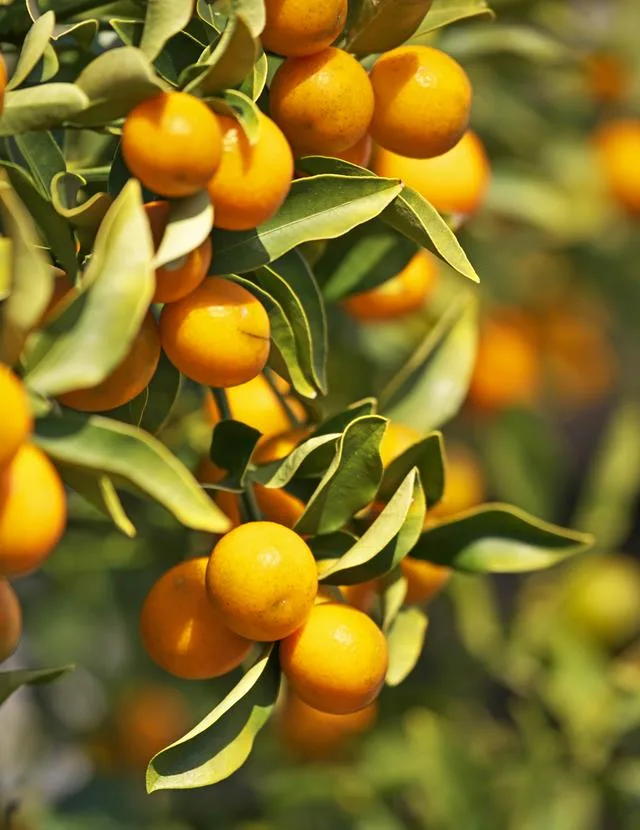 10 fast growing edible hedge plants