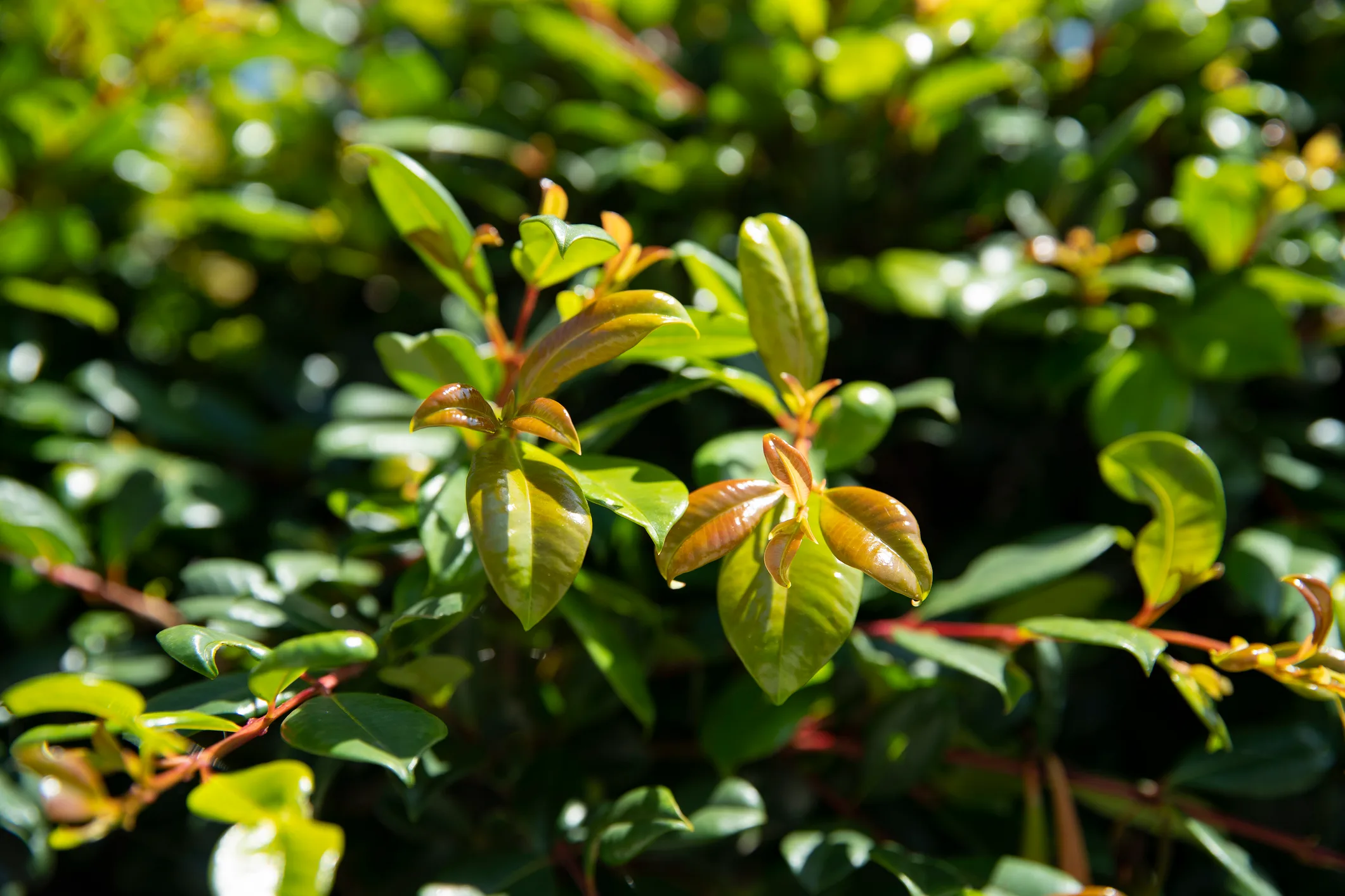 10 fast growing edible hedge plants