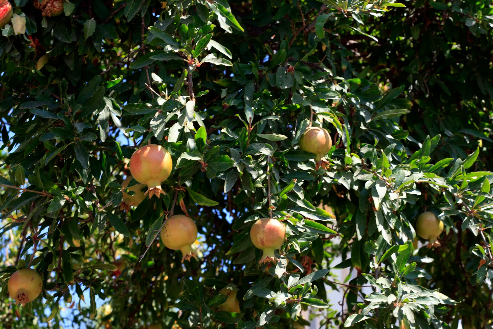 10 fast growing edible hedge plants