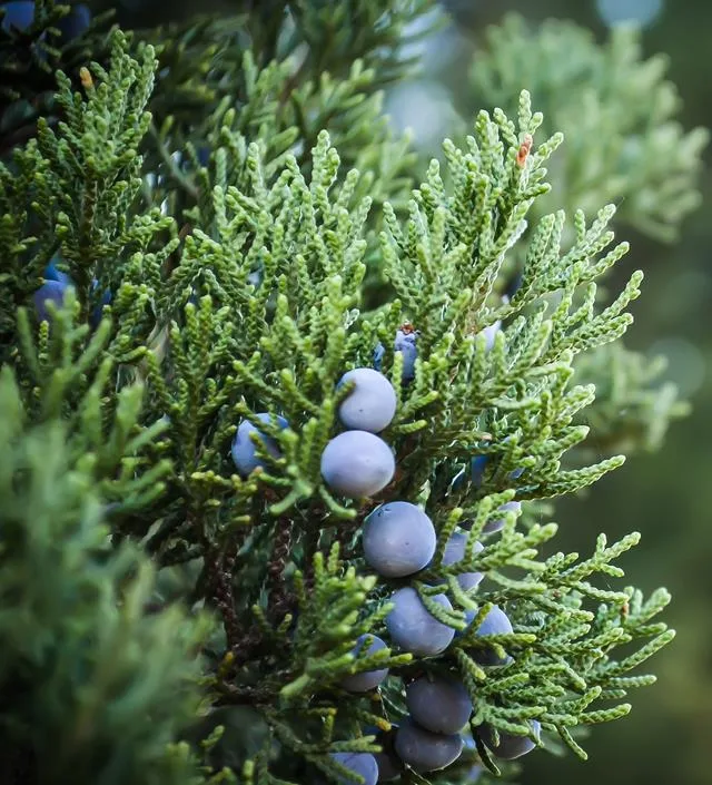 10 fast growing edible hedge plants