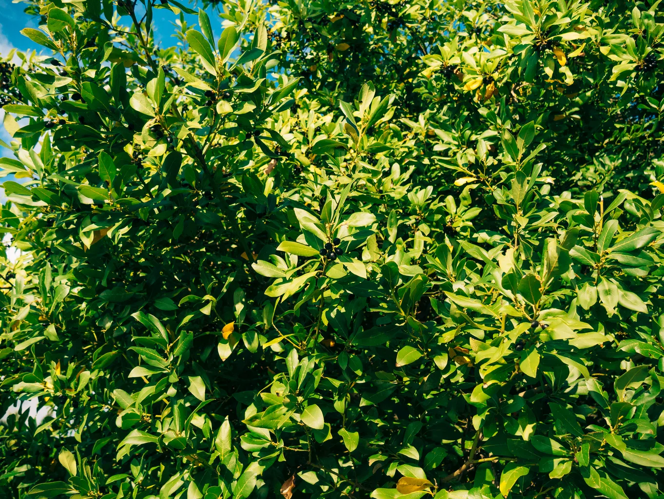 10 fast growing edible hedge plants