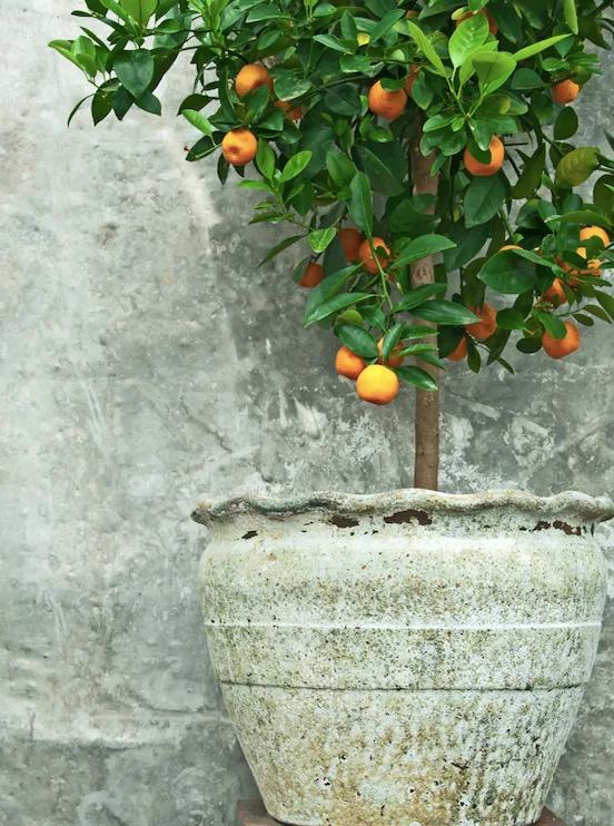 Mandarin Tree: How To Grow One From Seed | Homes To Love